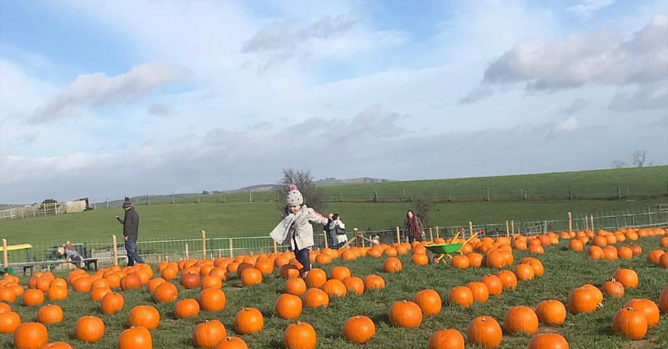 Streamvale Farm Halloween Pumpkin Patch - Belfast - Lisburn and Castlereagh