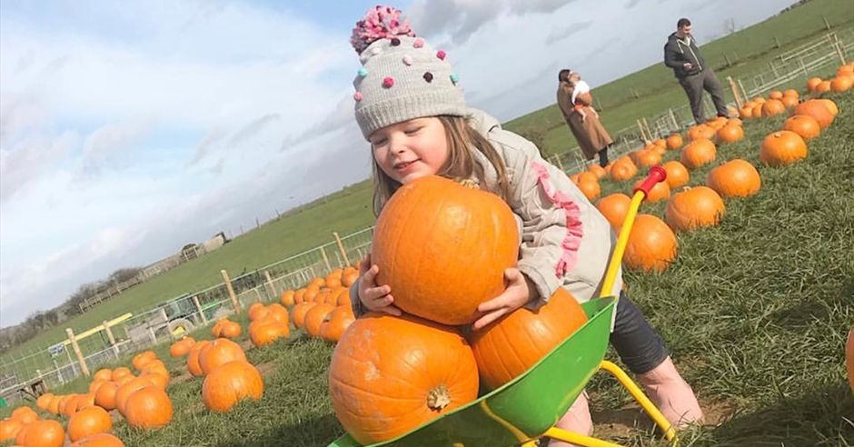 Streamvale Farm Halloween Pumpkin Patch - Belfast - Lisburn and Castlereagh