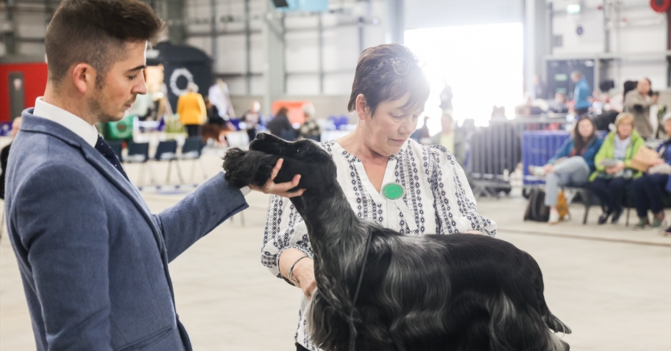 Belfast Championship Dog Show - Lisburn - Lisburn and Castlereagh